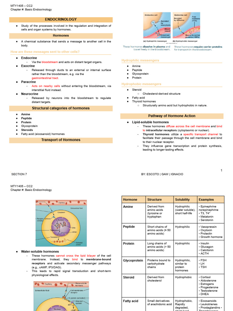 Week10 Basic-Endocrinology CCLec | PDF | Hormone | Endocrine System