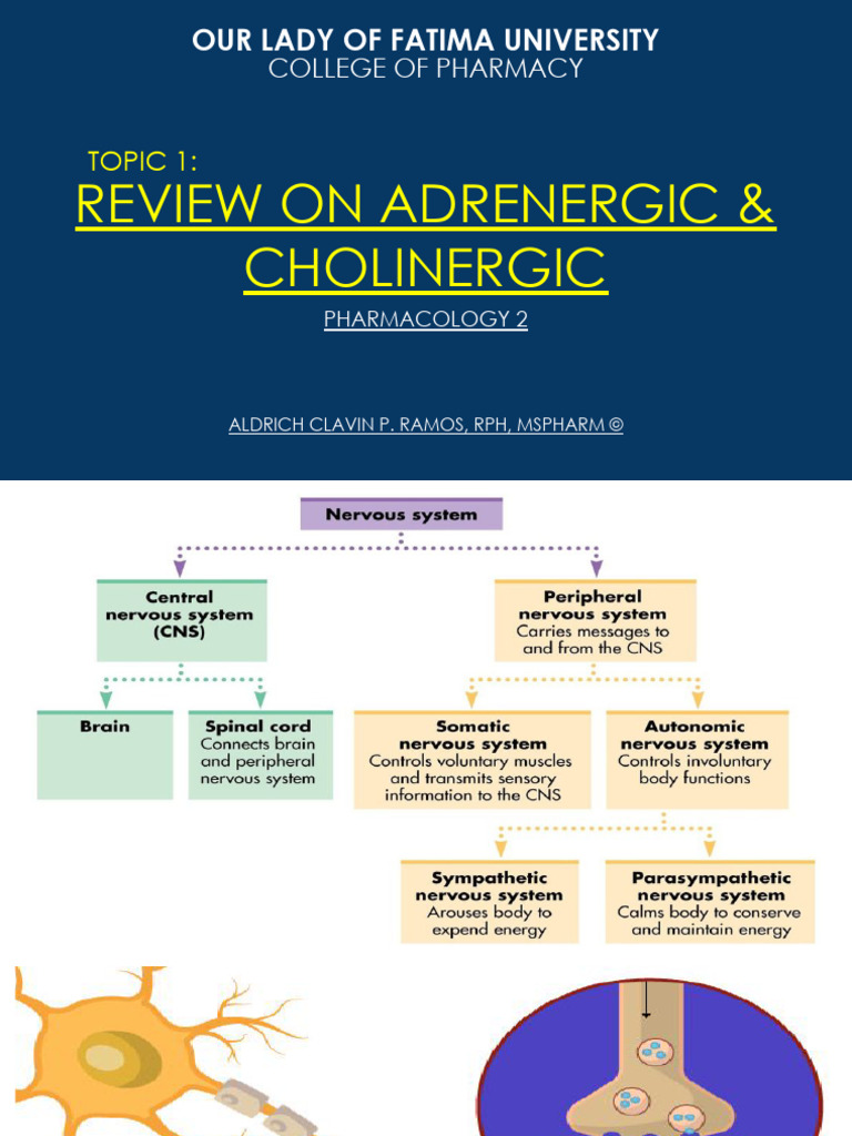 Adrenergic Cholinergic | PDF | Acetylcholine | Norepinephrine