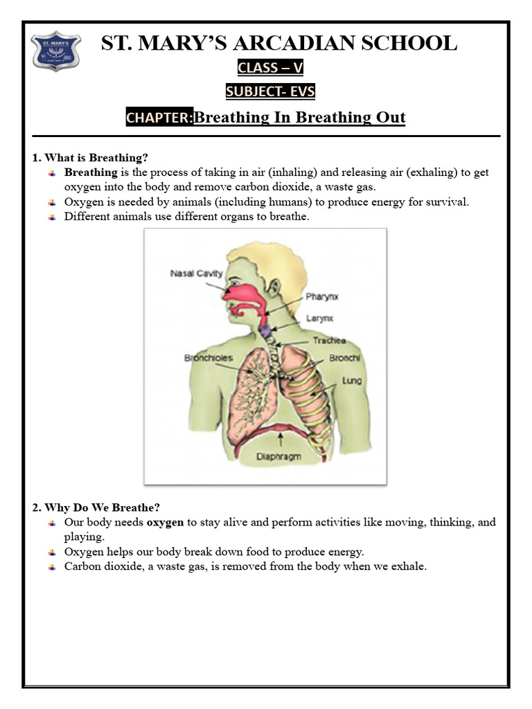 Breathing: Key Concepts and FAQs | PDF | Breathing | Exhalation
