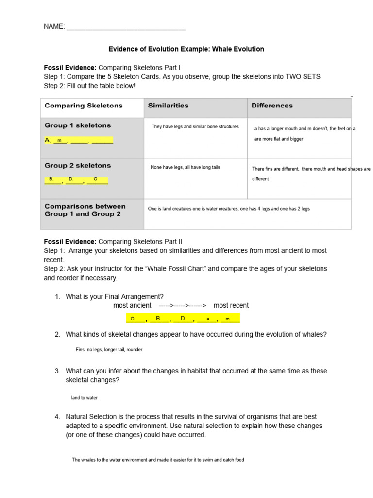 Kami Export - Evidence of Evolution Example - Whale Evolution | PDF | Evolution | Fossil