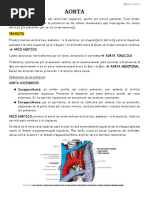Anatomía del Conducto Torácico | PDF | Tórax | Sistema linfático