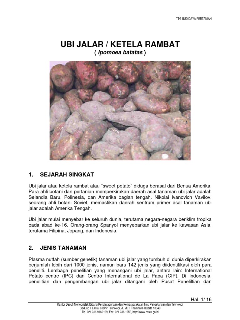 Ubi Jalar | PDF