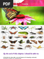 Insects Chart | PDF