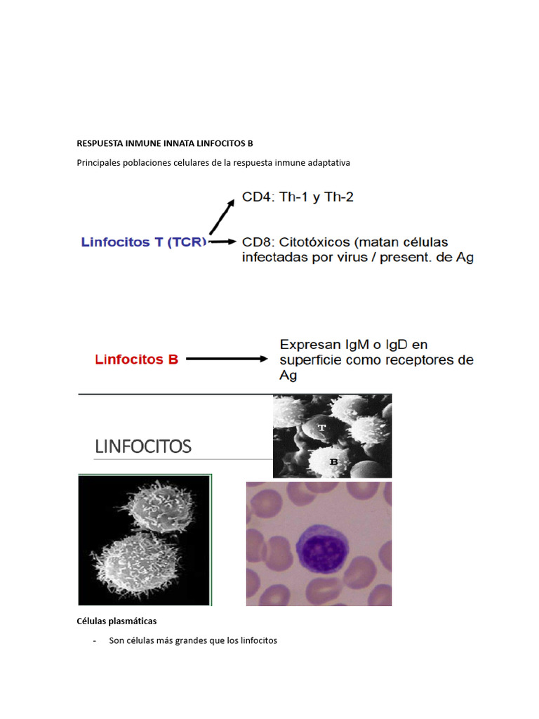 5-Respuesta Inmune Innata Linfocitos B | PDF | Linfocitos | Célula B
