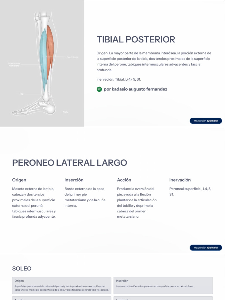 Tibial Posterior | PDF | Rodilla | Tejido suave