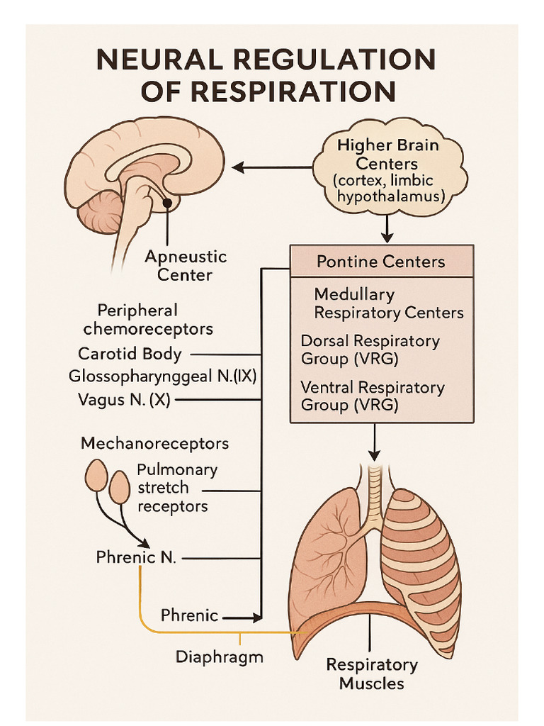 Neural Regulation of Respiration | PDF