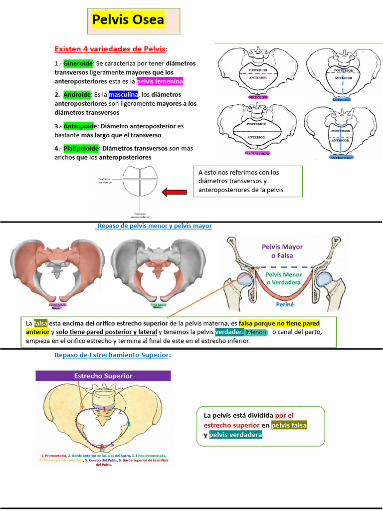 Diámetros y Tipos de Pelvis en Obstetricia | PDF | Pelvis | Cráneo