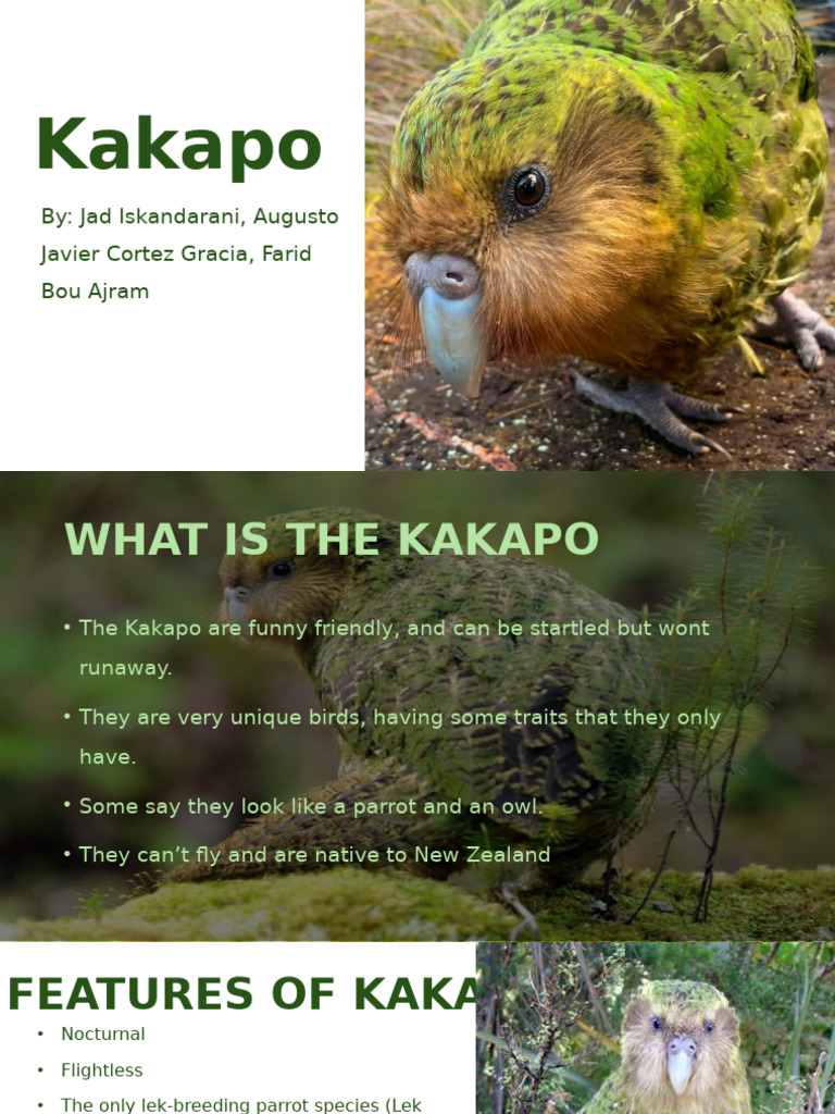 Kakapo: Endangered Parrot Insights | PDF