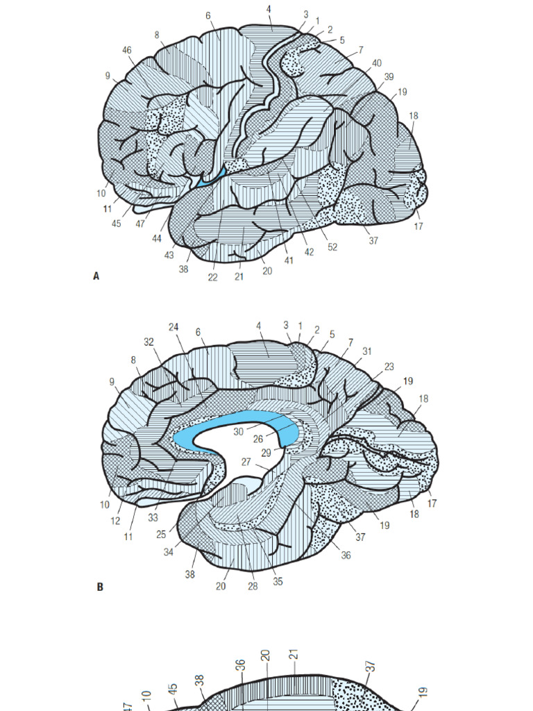 Láminas Areas de Brodmann | PDF