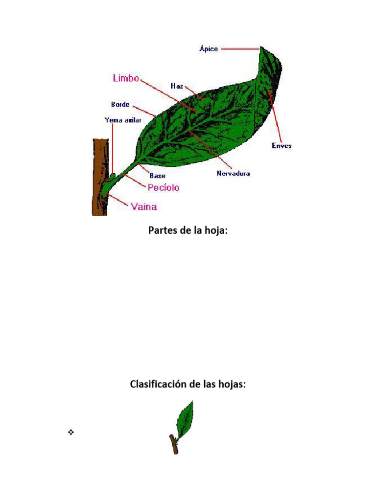 Partes de La Hoja - 071335 | PDF