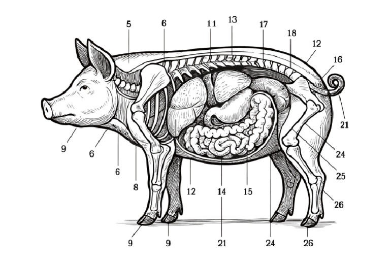 PiG Anatomy | PDF