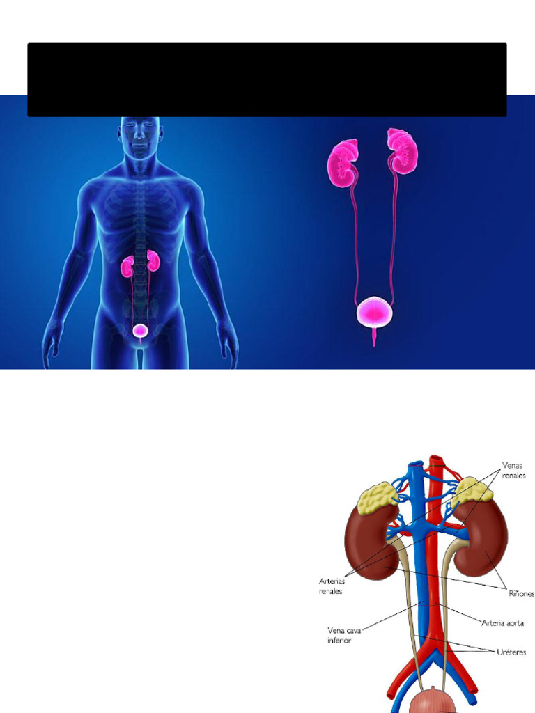 Apa. Excret. Biomédicas 2025 | PDF | Riñón | Sistema urinario