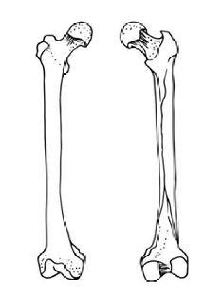 Miembro Superior y Inferior Anatomia | PDF