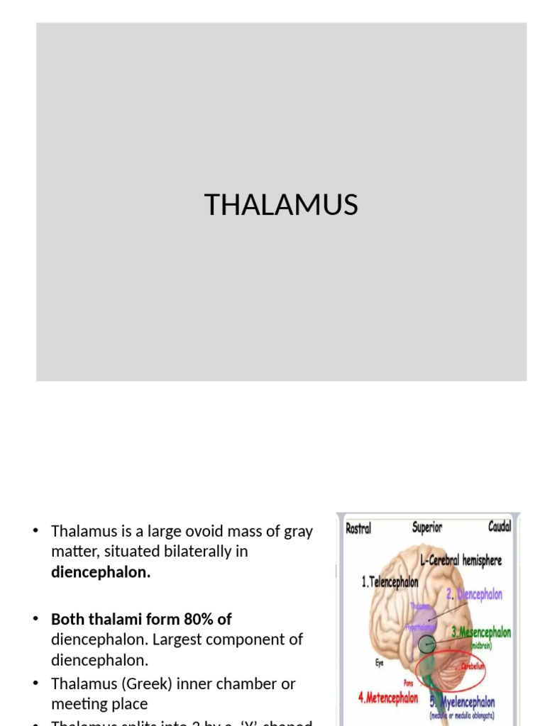 Thalamus Lectures - 072828 | PDF | Thalamus | Neuroanatomy