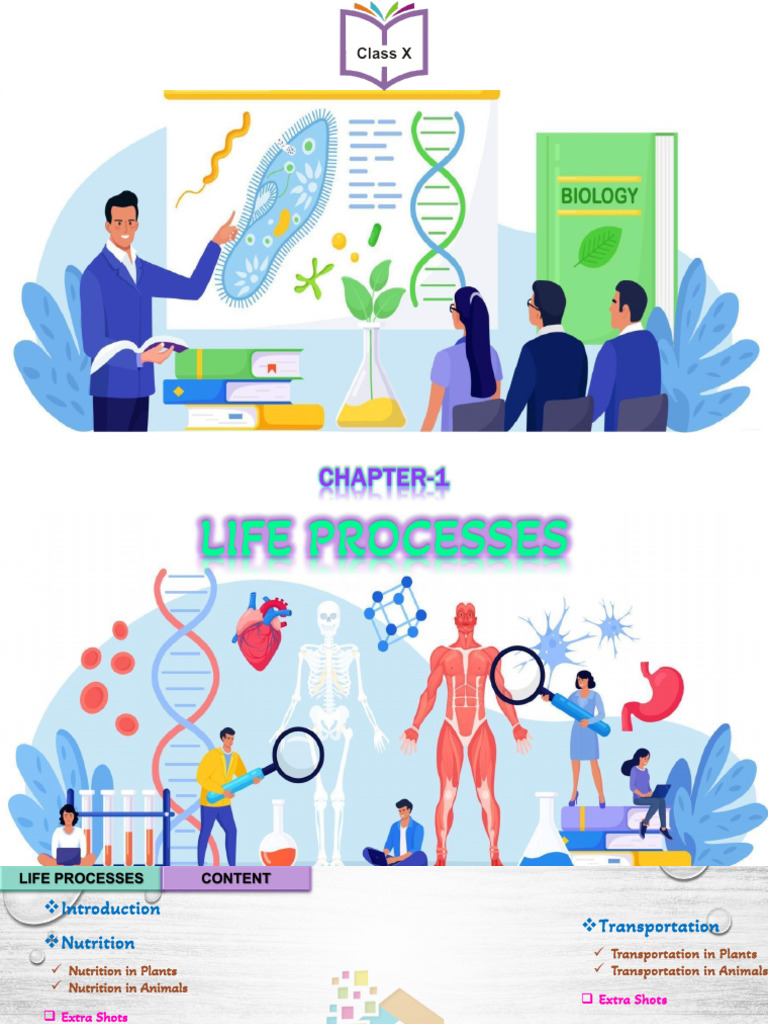 Life Processes Part 2 | PDF | Respiratory System | Respiratory Tract
