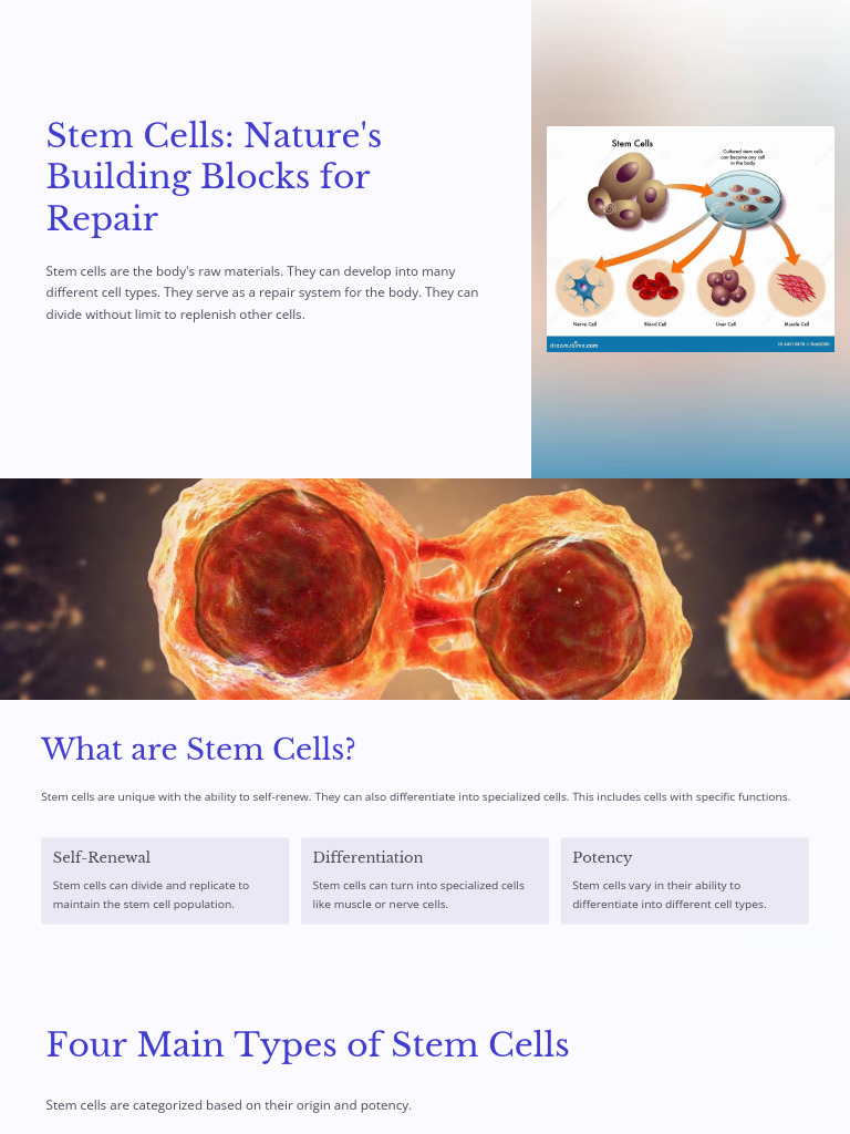 Stem Cells Natures Building Blocks For Repair | PDF | Stem Cell | Cell ...
