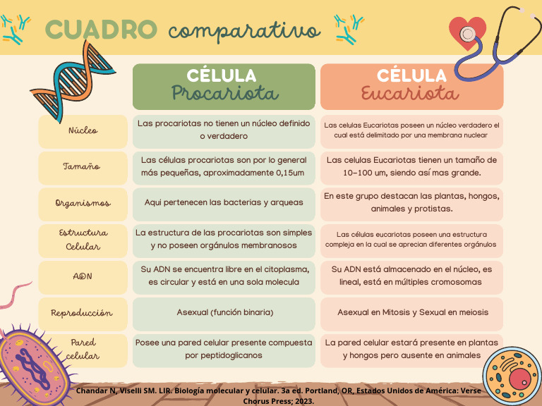 Cuadro Comparativo de Las Células Eucariota y Procariota | PDF