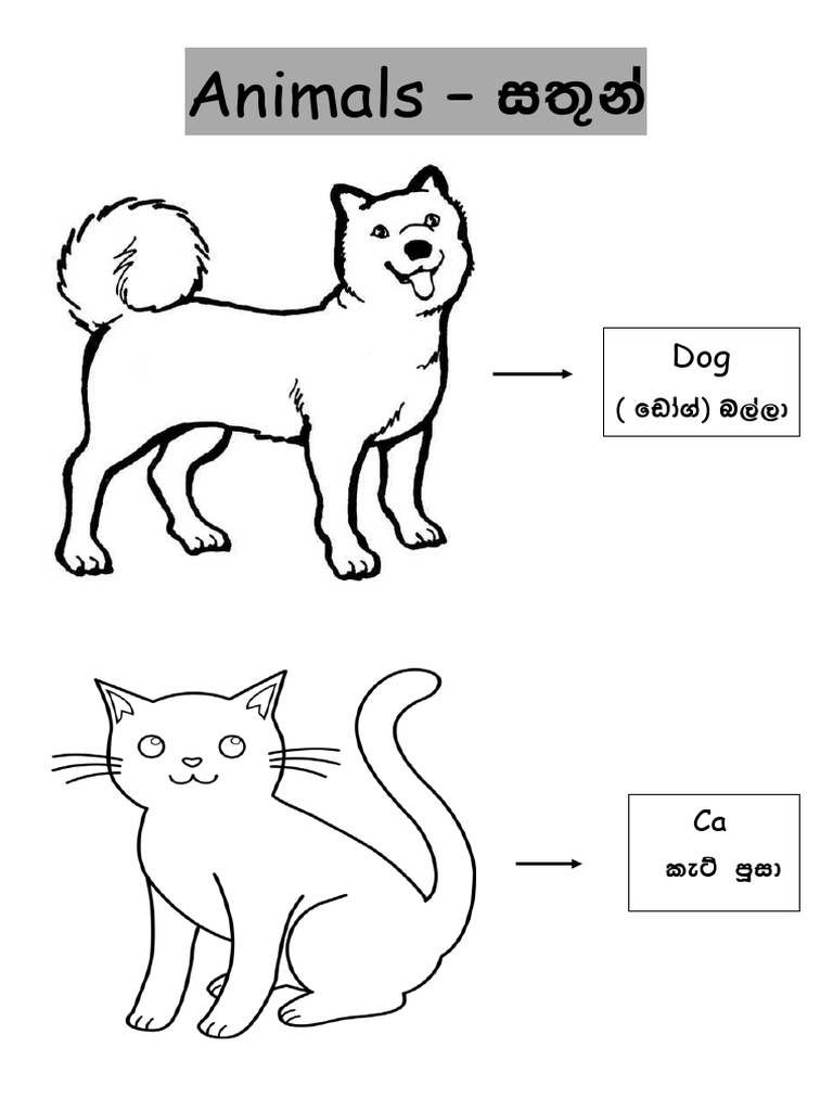 English Grade 1 2 Animals | PDF