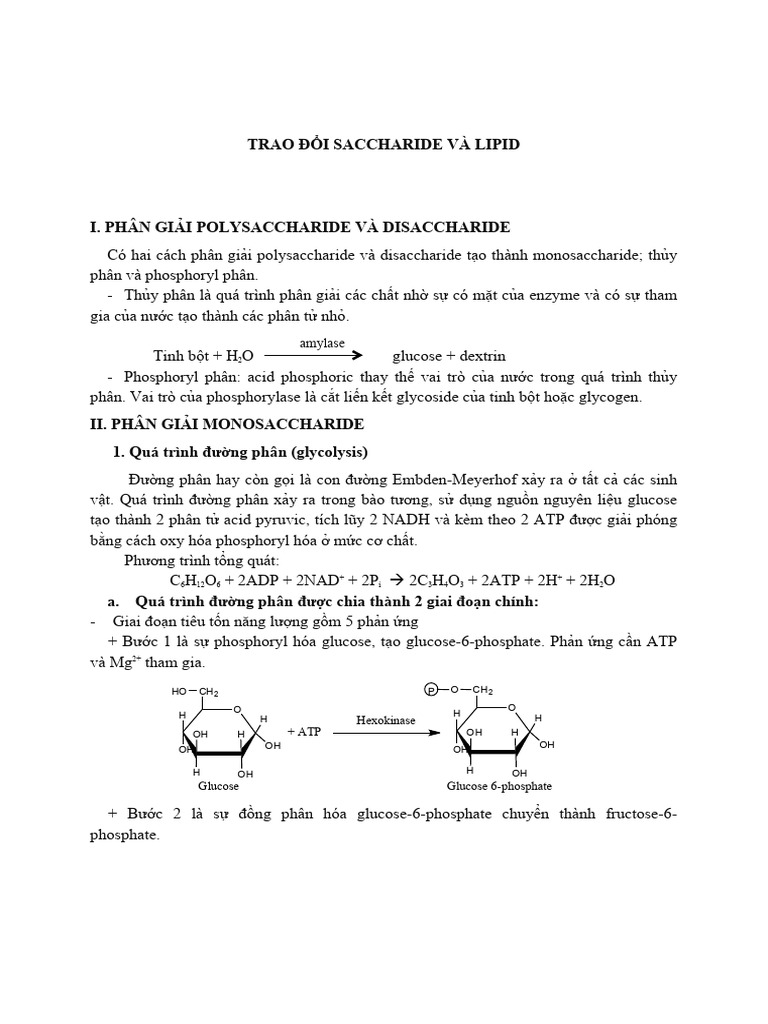 Carbohydrate and Lipid Metabolism | PDF