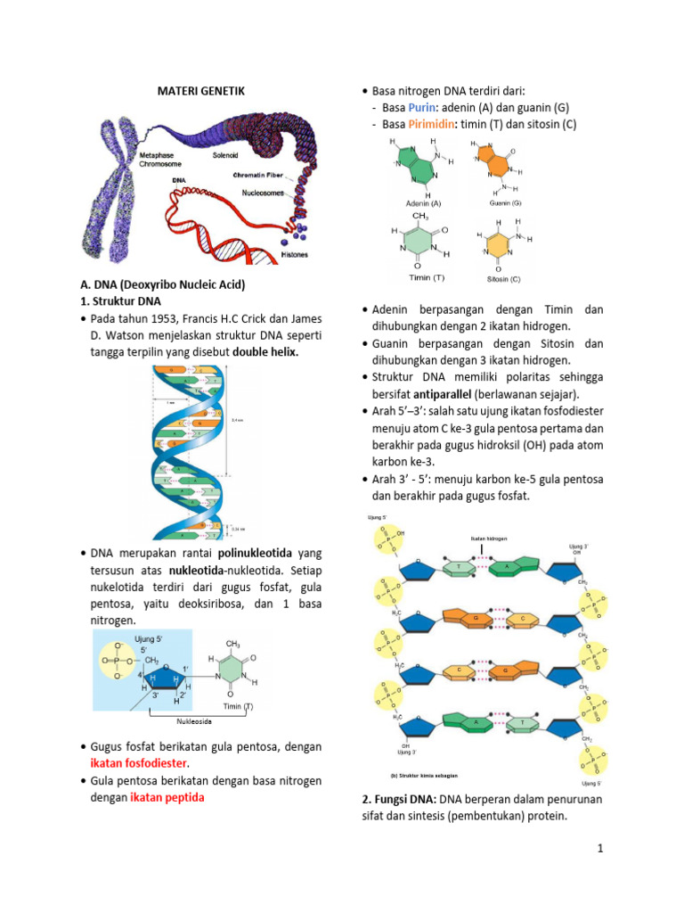 Struktur dan Fungsi DNA dan RNA | PDF