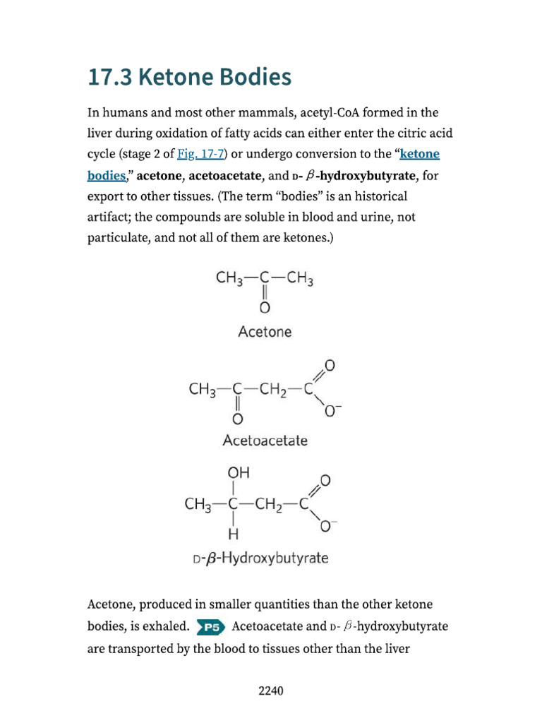 Ketone Bodies | PDF