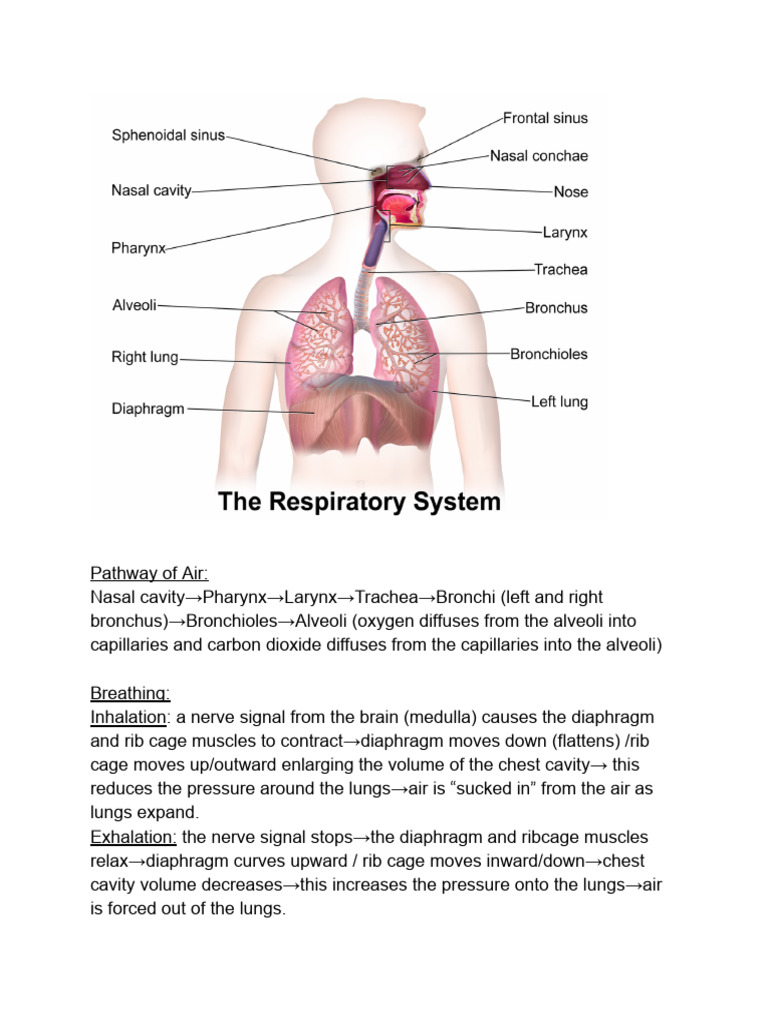 Respiratory System Diagrams 2024 | PDF