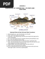 Fish Anatomy and Physiology Notes | PDF