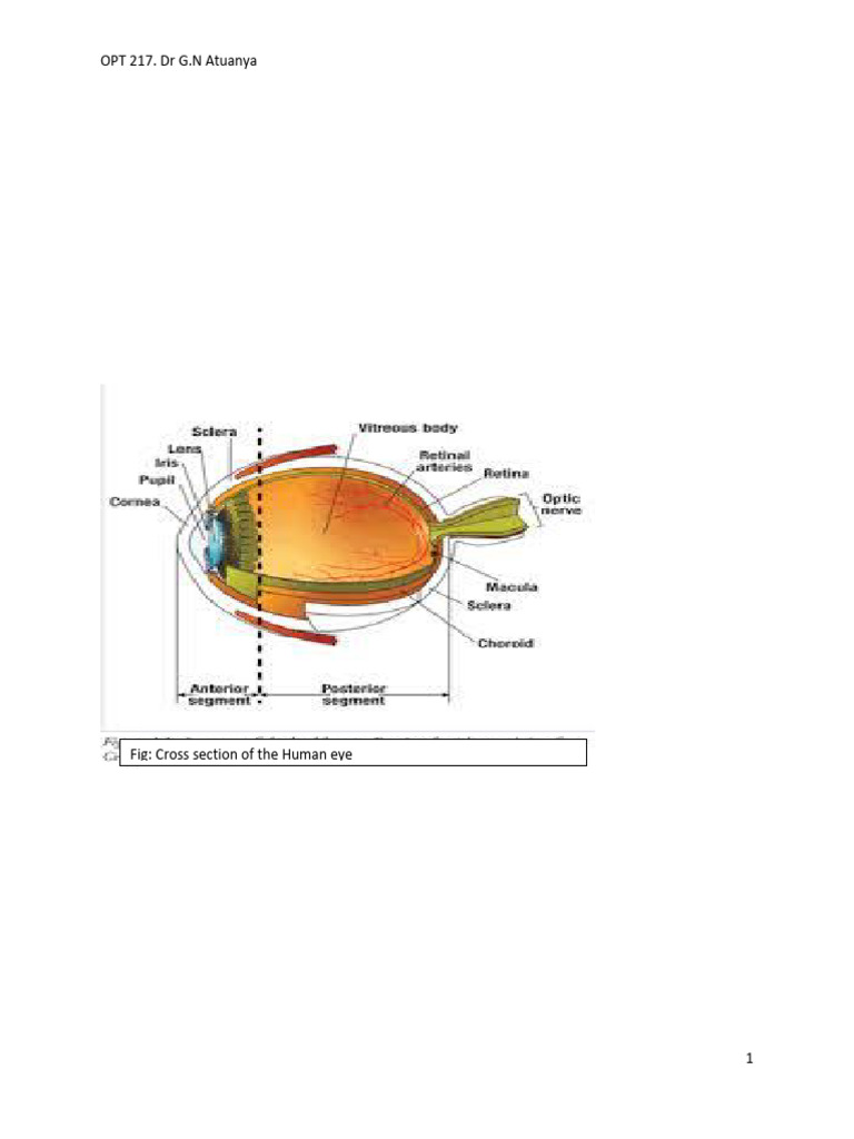 Ocular Anatomy: Eyelid Structure Overview | PDF | Epithelium | Skin