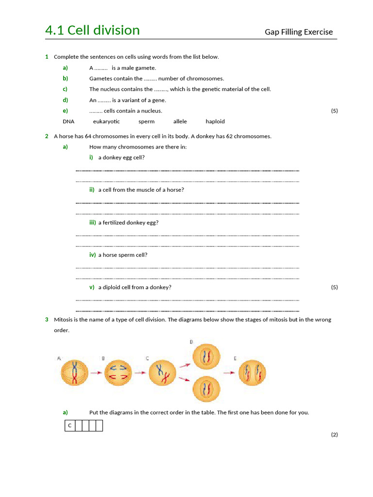 4.1 Cell Division Exercise | PDF | Chromosome | Ploidy
