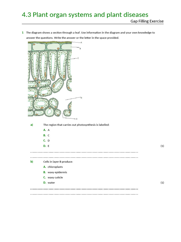 4.3 Plant Organ Systems and Plant Diseases Exercise | PDF | Tissue ...