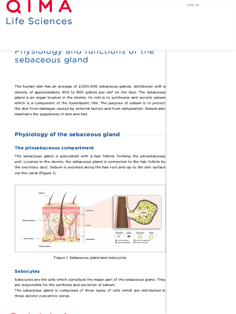 Sebaceous Gland Physiology and Functions | PDF | Biochemistry | Chemistry