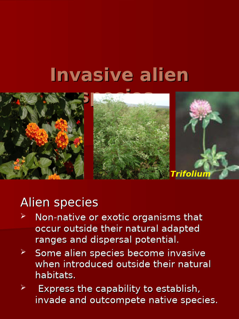 Understanding Invasive Alien Species | PDF | Weed | Invasive Species