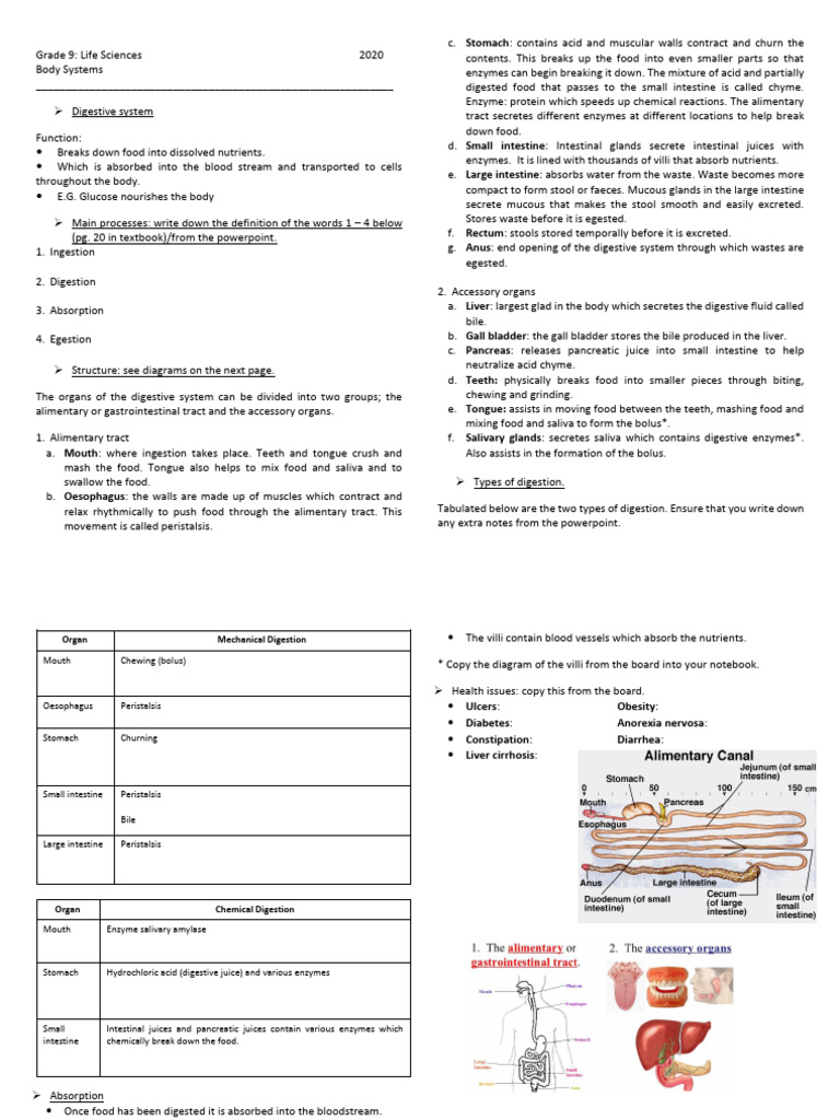 Grade 9 Digestive System Overview | PDF | Digestion | Human Digestive ...