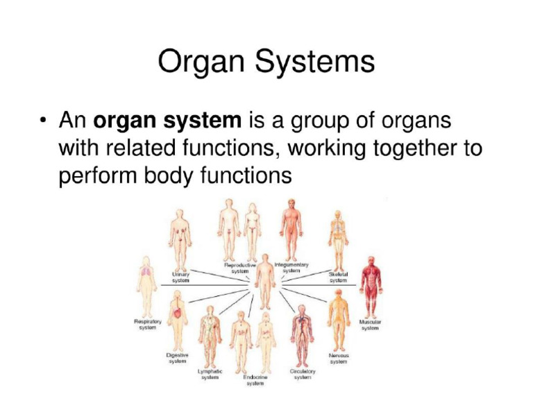 Organ System | PDF