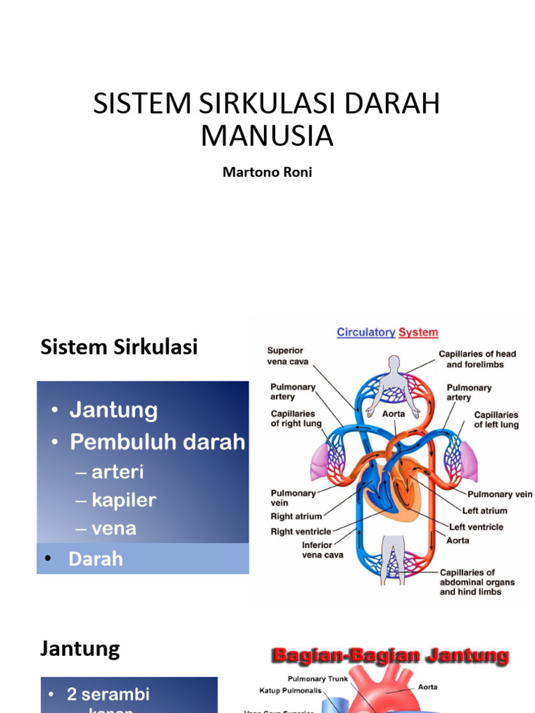 6_270624_sistem Sirkulasi Darah Manusia | PDF
