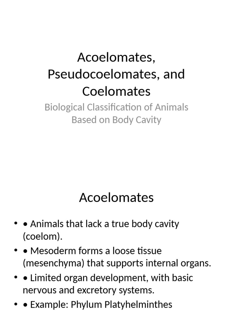 Coelomate, Acoelomate, Pseudocoelomate Comparison | PDF