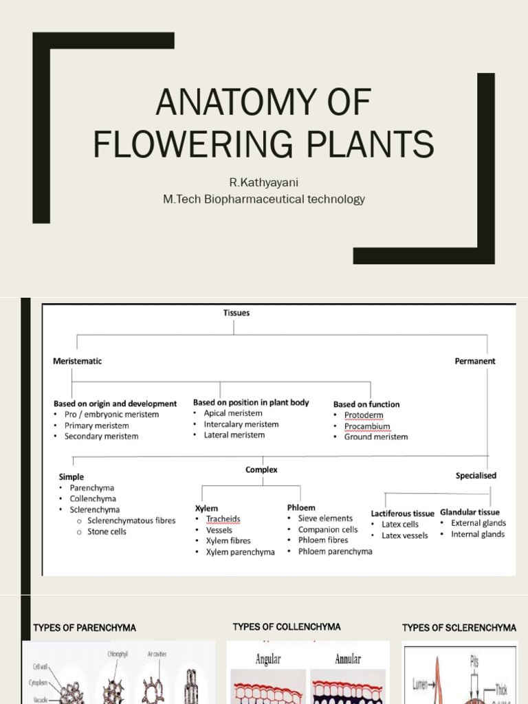 Anatomy of Flowering Plants Explained | PDF | Plant Stem | Tissue (Biology)