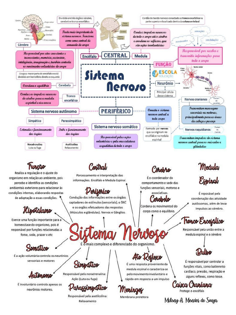 Mapa Mental Sistema Nervoso Pdf