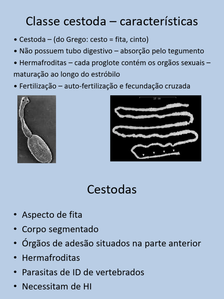 Classe Cestoda Características: - Não Possuem Tubo Digestivo ...