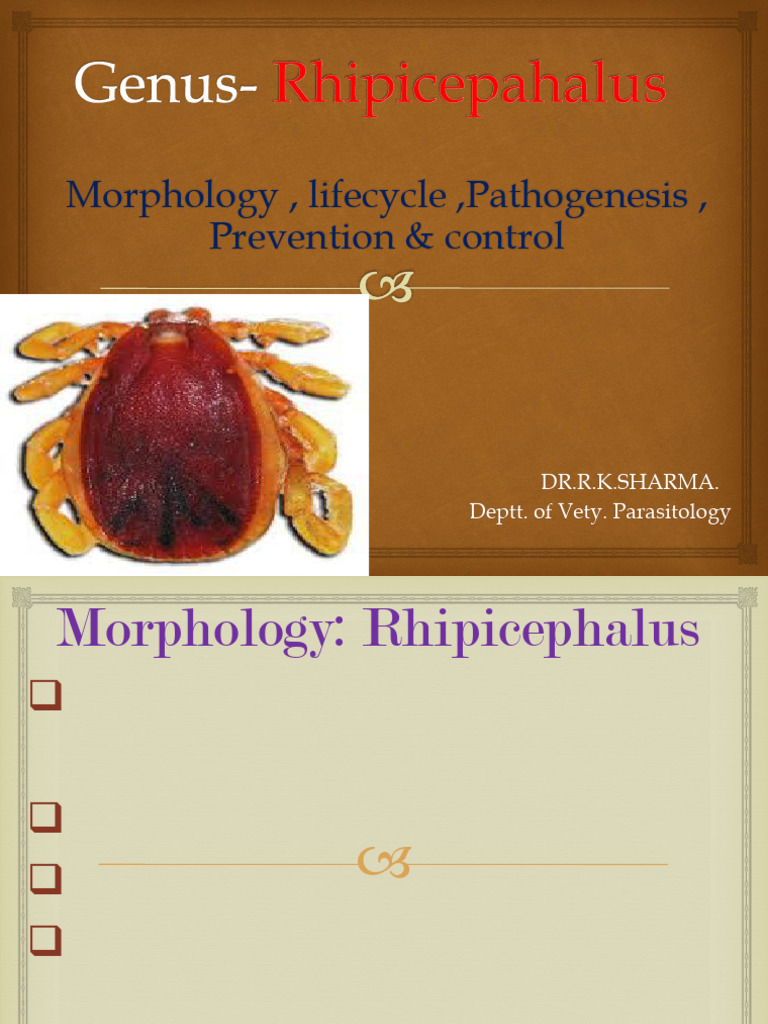 Rhipicephalus appendiculatus Overview | PDF