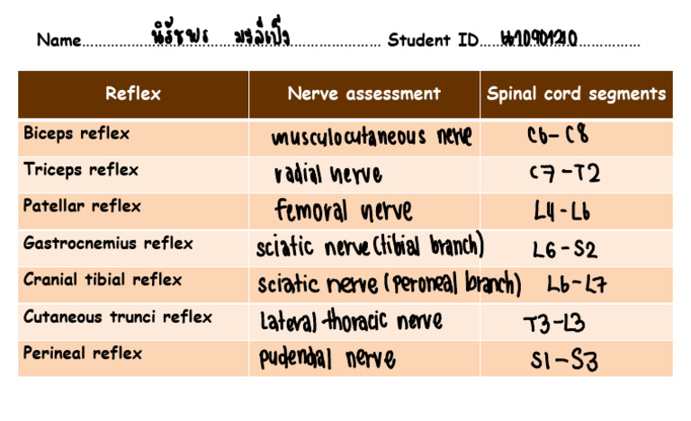 Reflex Student | PDF