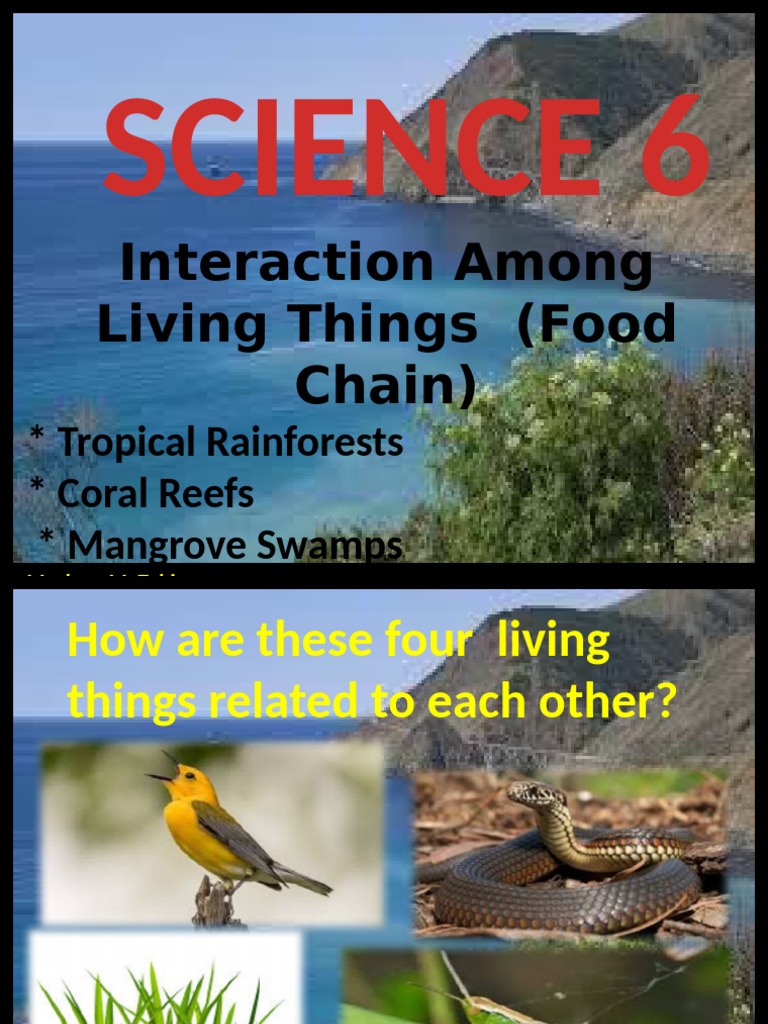 Science6Q2 Week9 Day4 - Food Chain | PDF