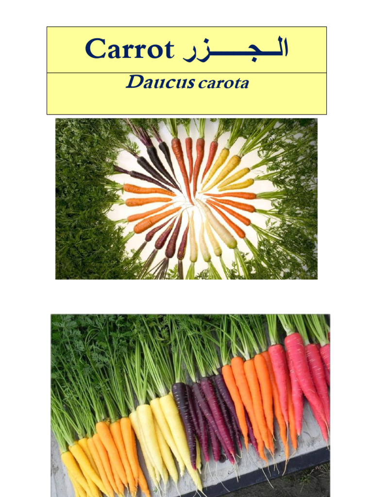 Carrots | PDF