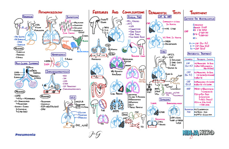 10830170 Respiratory Pathology 017 Pneumonia Illustrations Key | PDF