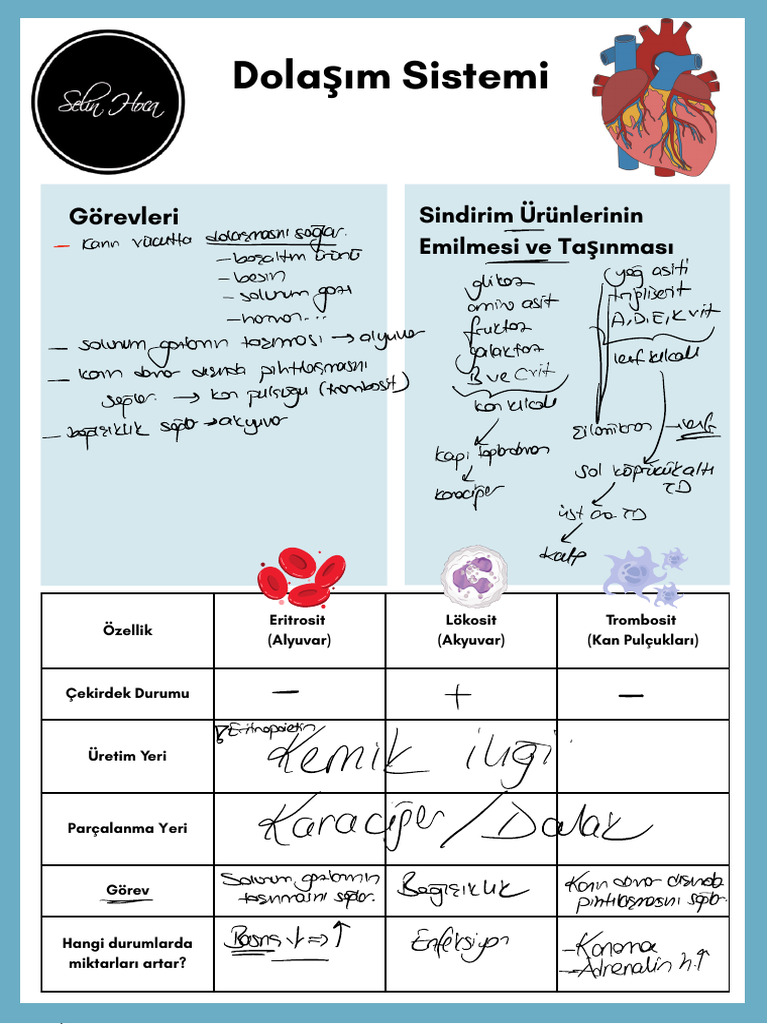 AYT Sistemler Genel Tekrar-2.Pdf - Kopyası | PDF