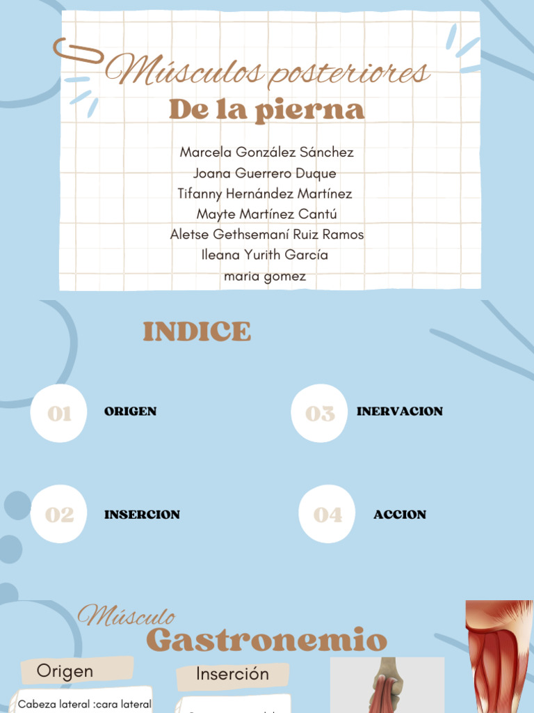 Músculos Posteriores de La Pierna | PDF | Anatomía humana | Tejido suave