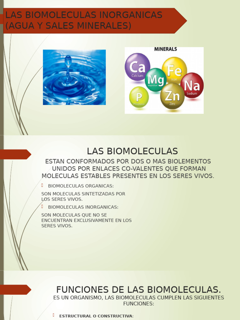Las Biomoleculas Inorganicas (Agua y Sales Minerales | PDF
