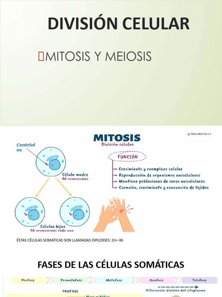PPT-División celular.pptx | PDF