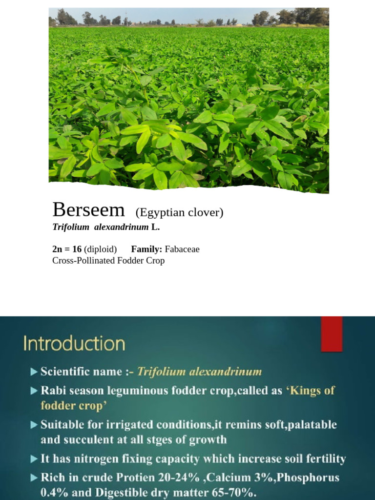 Berseem Fodder Crop 26-03-2024 | PDF | Agronomy | Crops