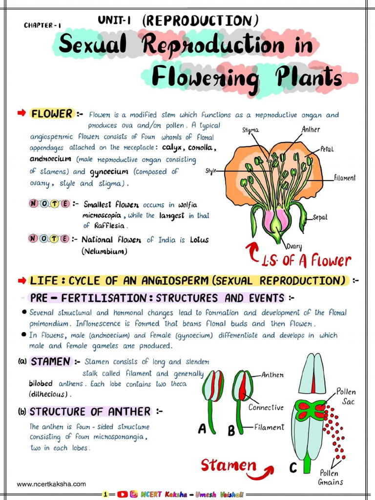 Sexual Reproduction in Flowering Plants | PDF